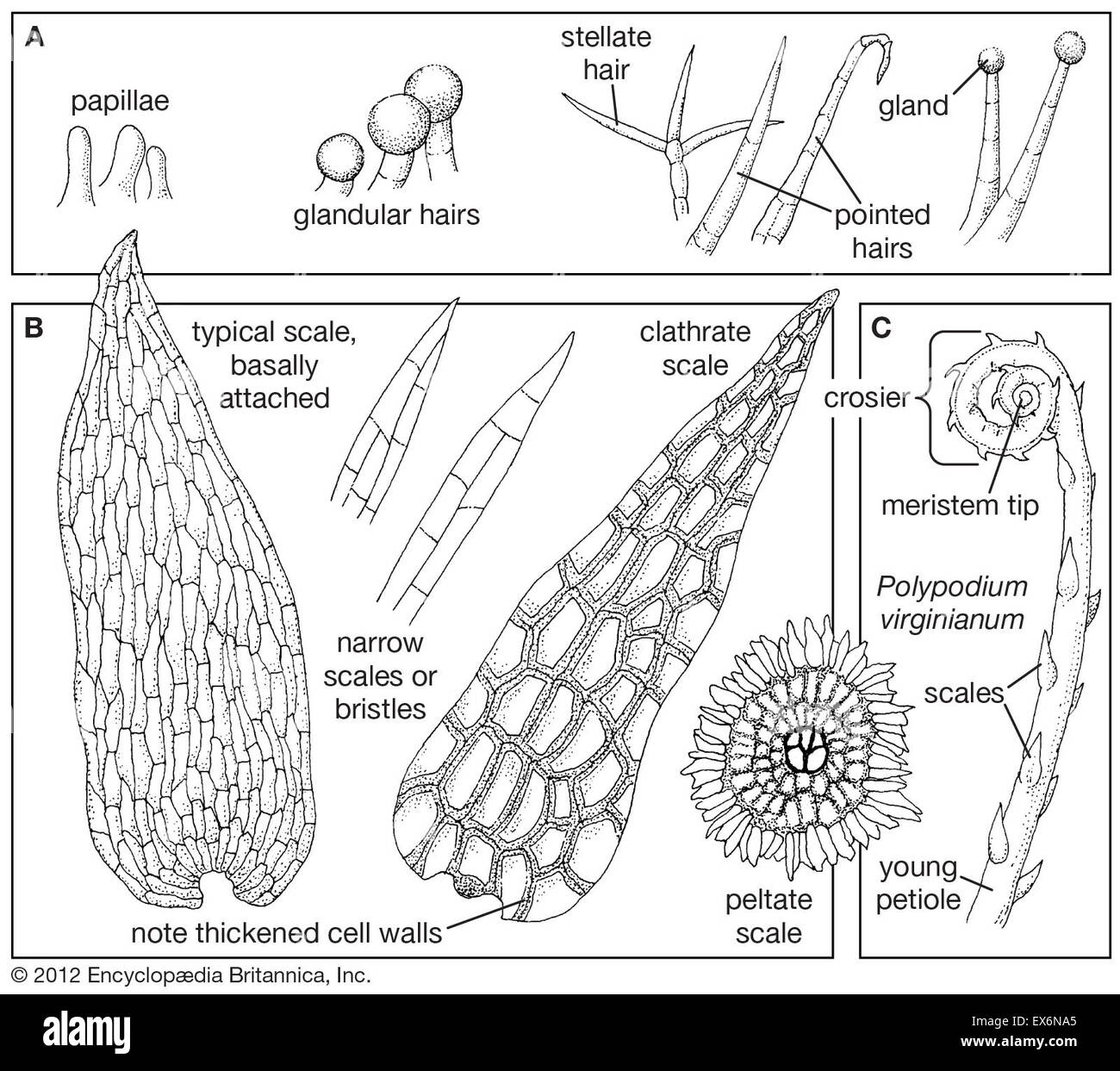 Representative surface structures of fern leaves Stock Photo - Alamy