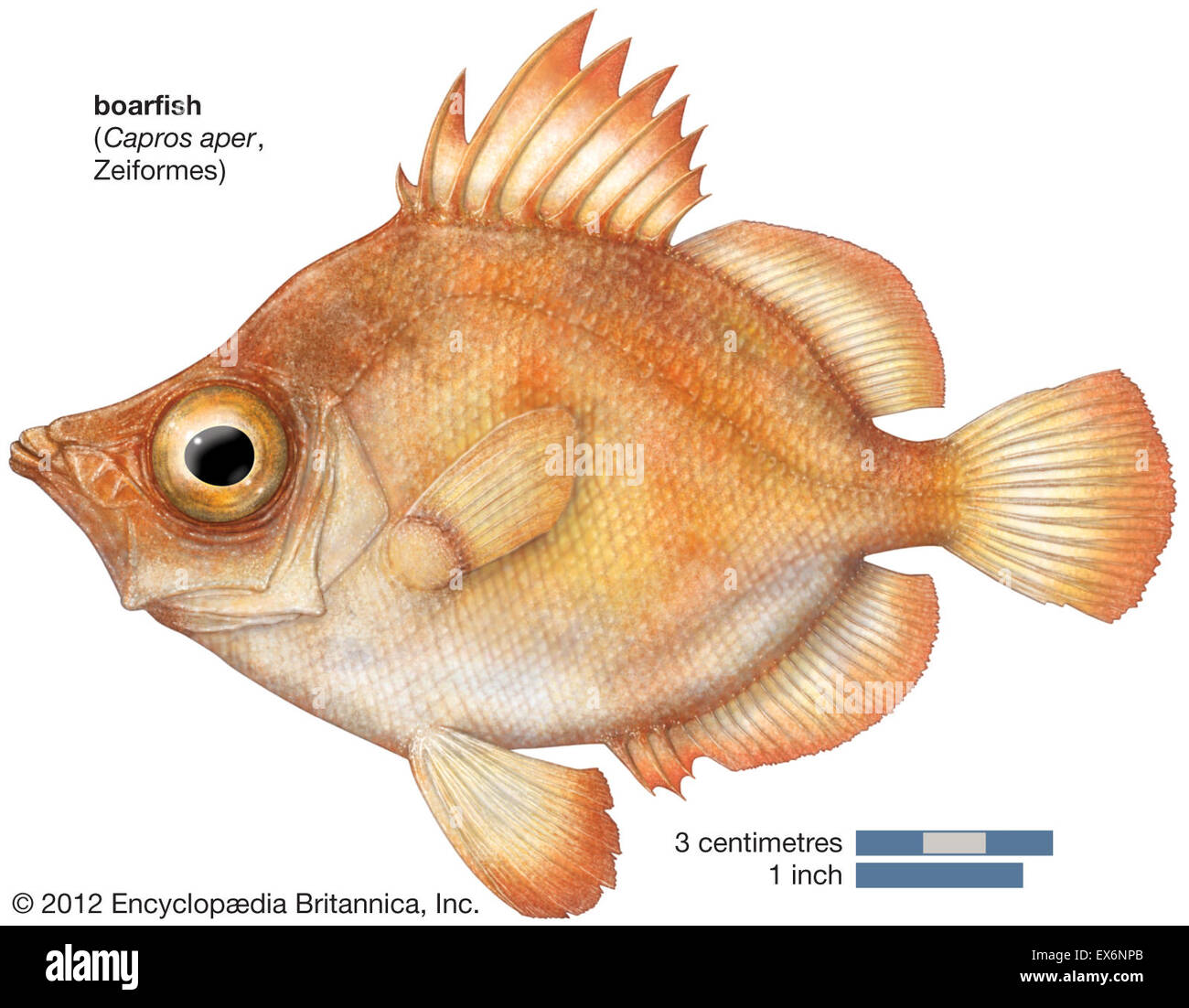 Boarfish Stock Photos & Boarfish Stock Images - Alamy