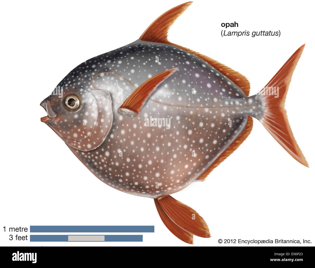 Lampridae hi-res stock photography and images - Alamy