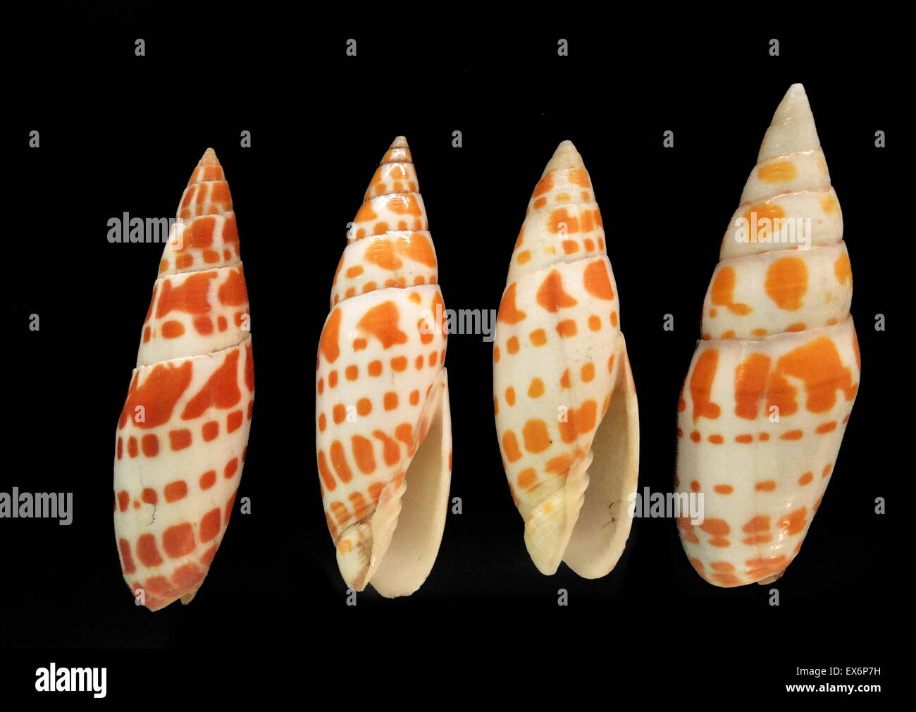 Mitres, Tiarella papalis, Bishops Mitre; Molluscs from the indo Pacific ...