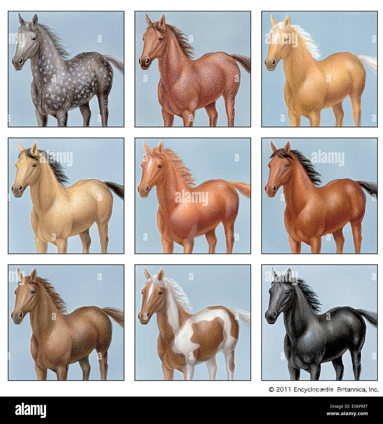 Common horse colors Stock Photo - Alamy Common horse colors Stock Photo - Alamy