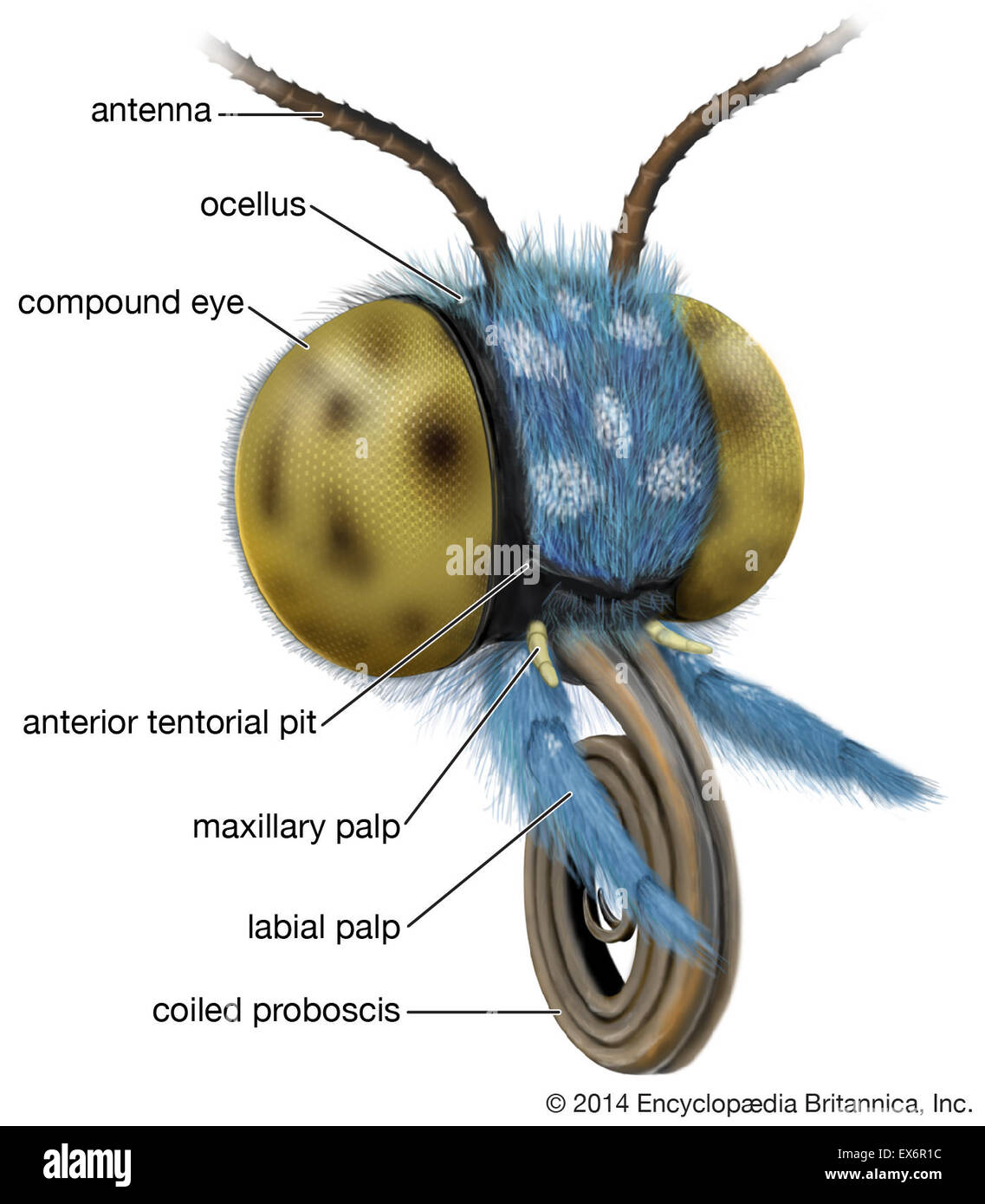 Lepidopteran diagrams animals insects butterfly hi-res stock ...
