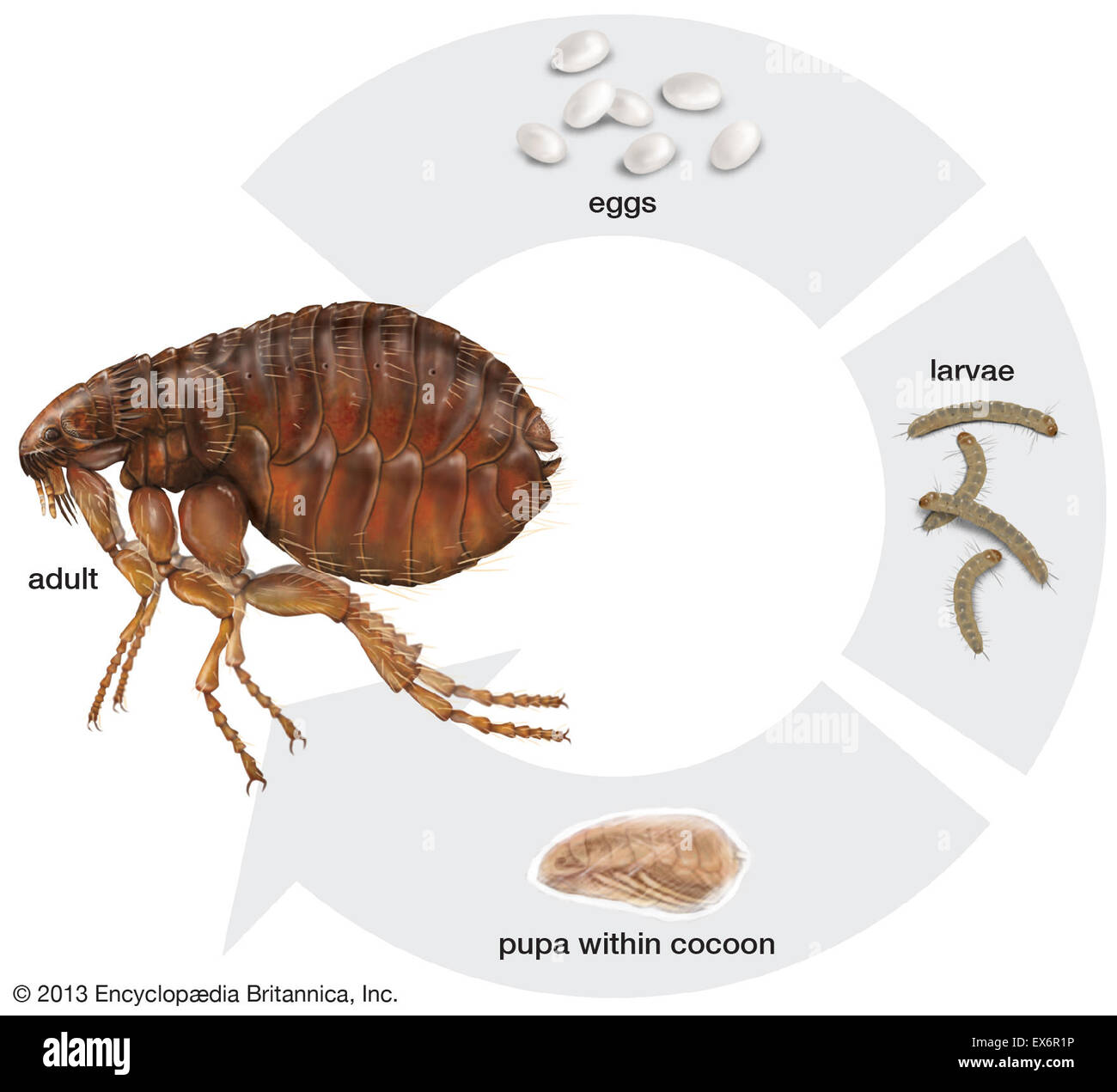 Life cycle of fleas Stock Photo - Alamy