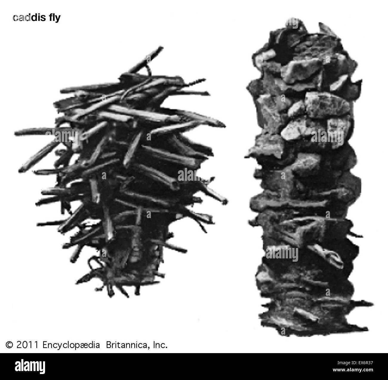 Caddisfly Life Cycle Flies