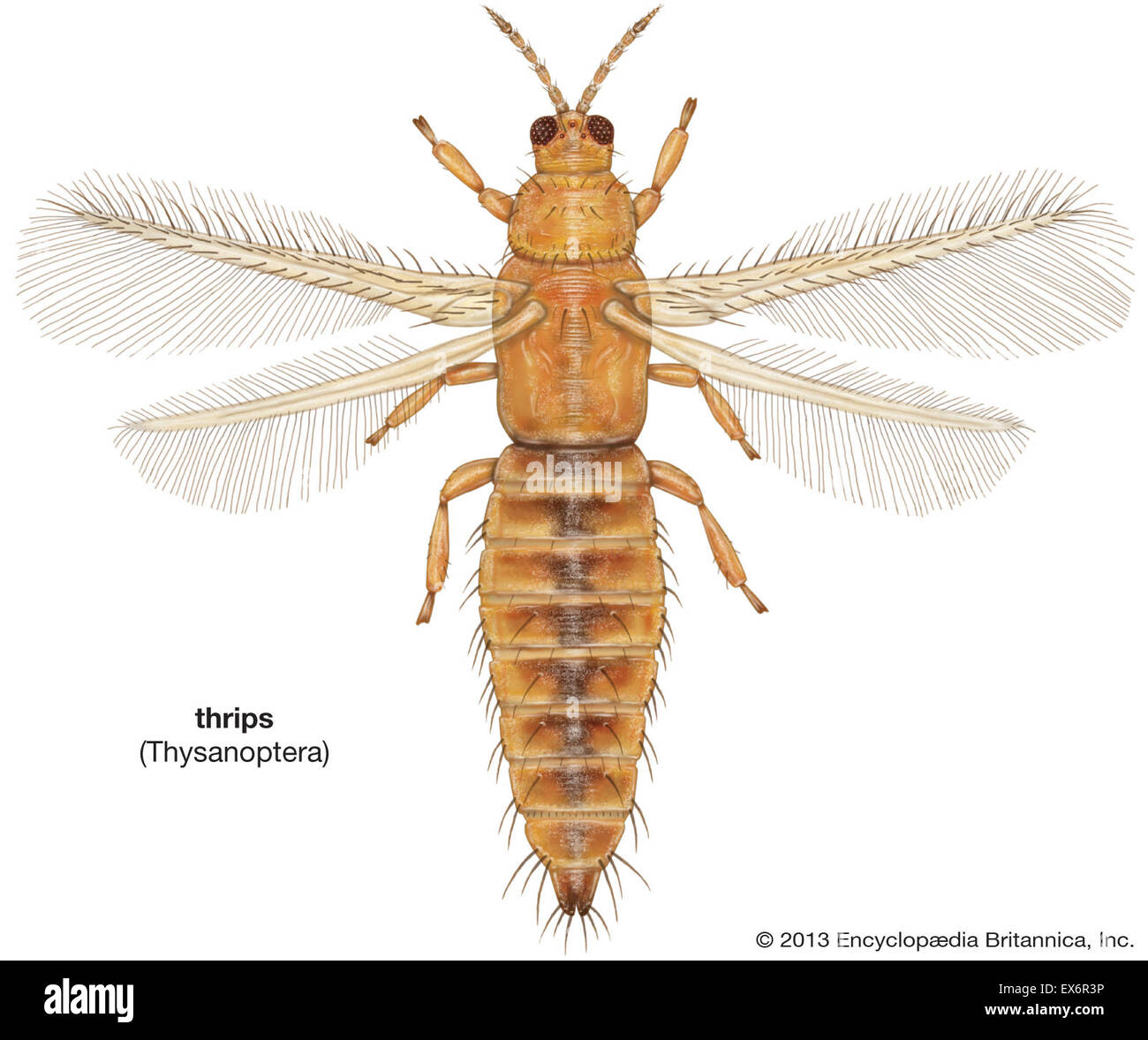 Thrips illustrations animals insects thrips hi-res stock photography ...
