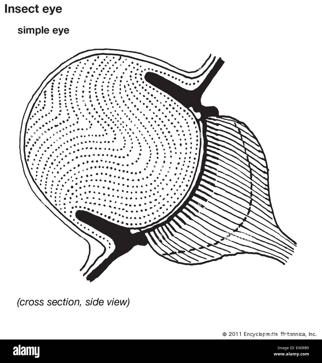 Insects illustrations hi-res stock photography and images - Alamy