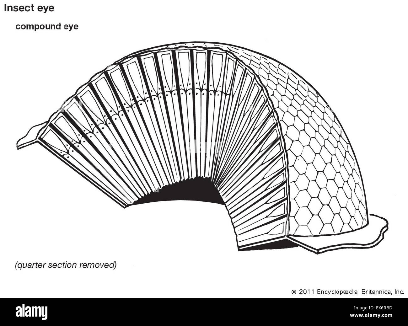 Insects: compound eye Stock Photo - Alamy