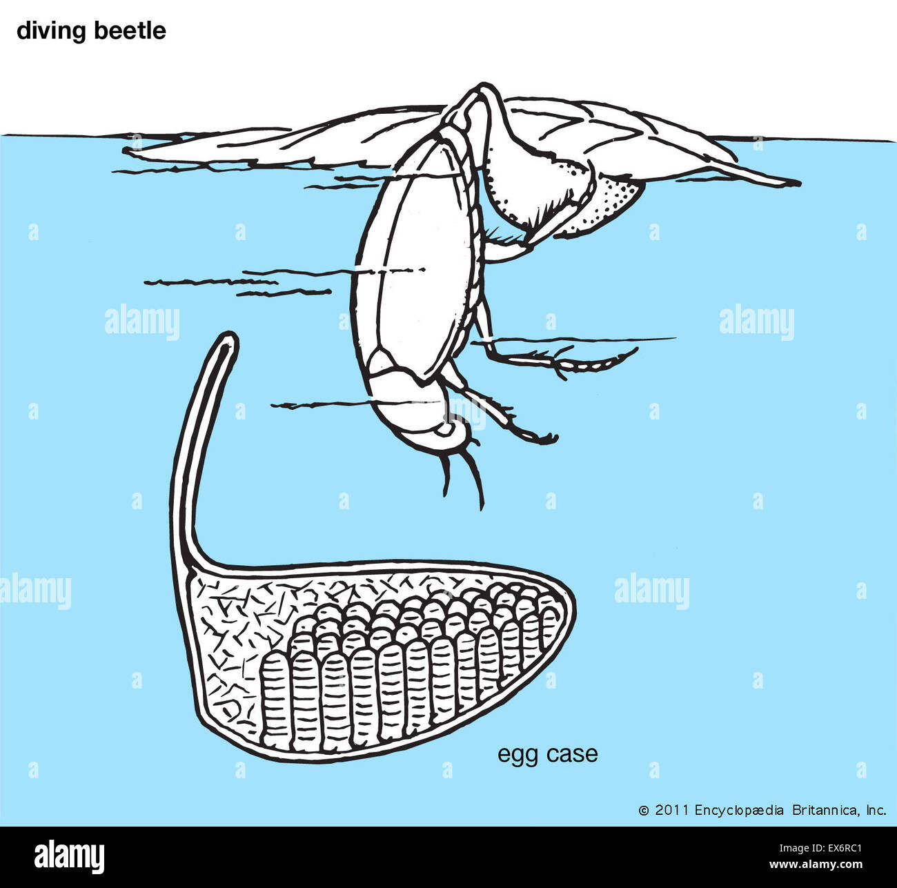 Predaceous diving beetle diagrams animals insects hi-res stock ...