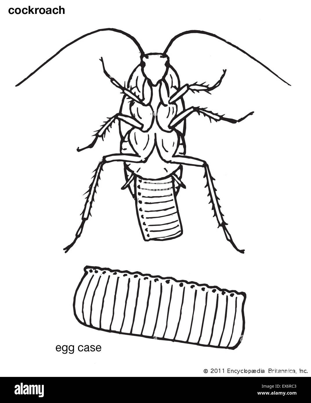 Female cockroach and egg case diagrams animals hi-res stock photography ...