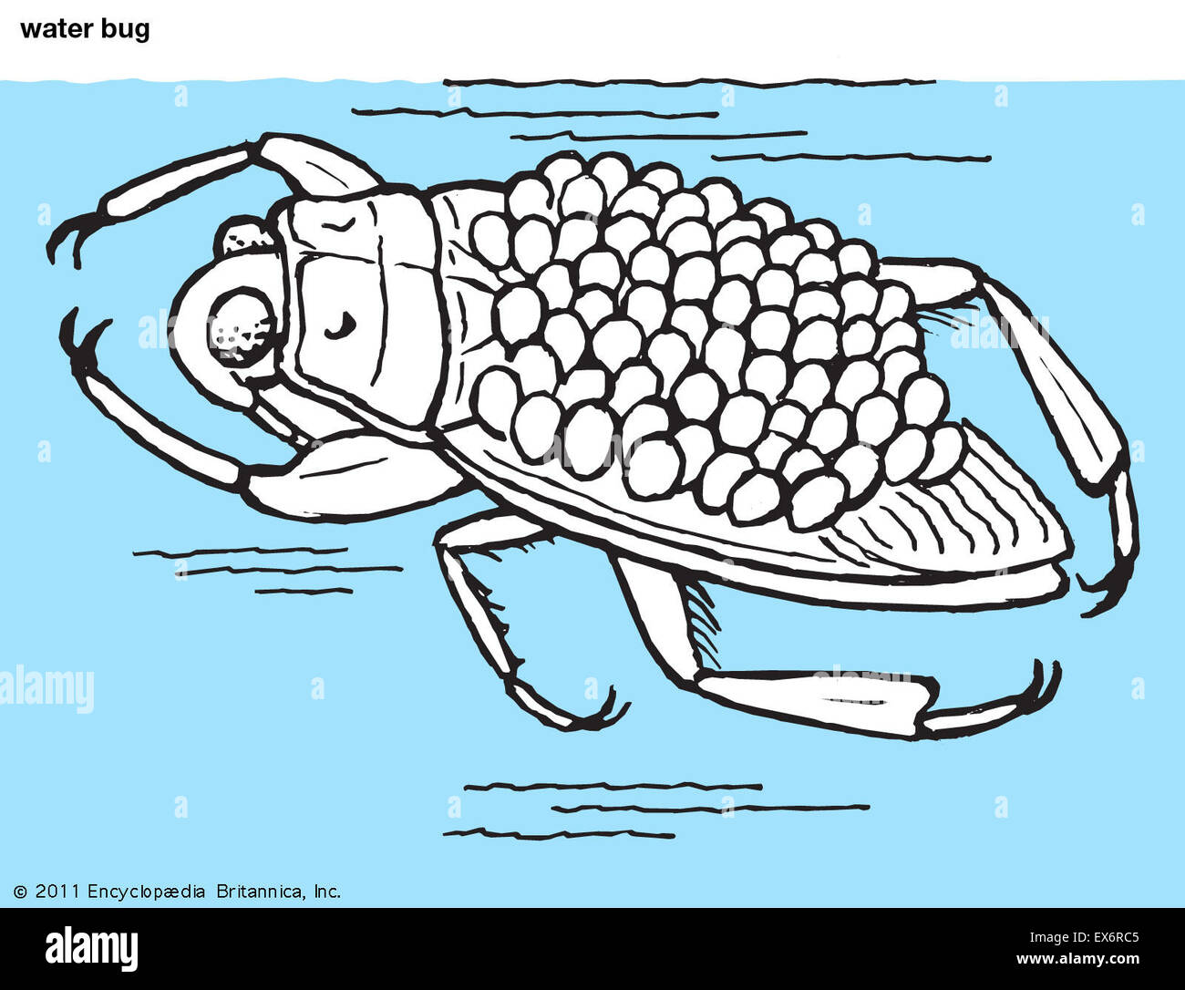 Insects illustrations hi-res stock photography and images - Alamy