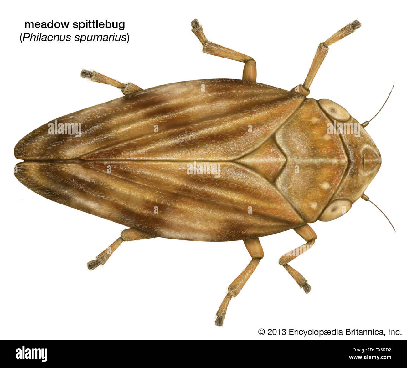 Meadow spittlebug illustrations animals insects hi-res stock ...