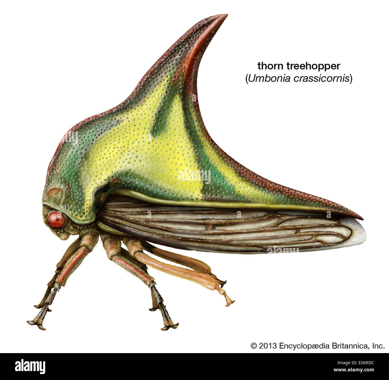 Thorn treehopper illustrations animals insects hi-res stock photography ...