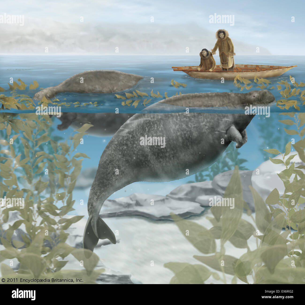 Stellers sea cow illustrations animals mammals hi-res stock photography ...