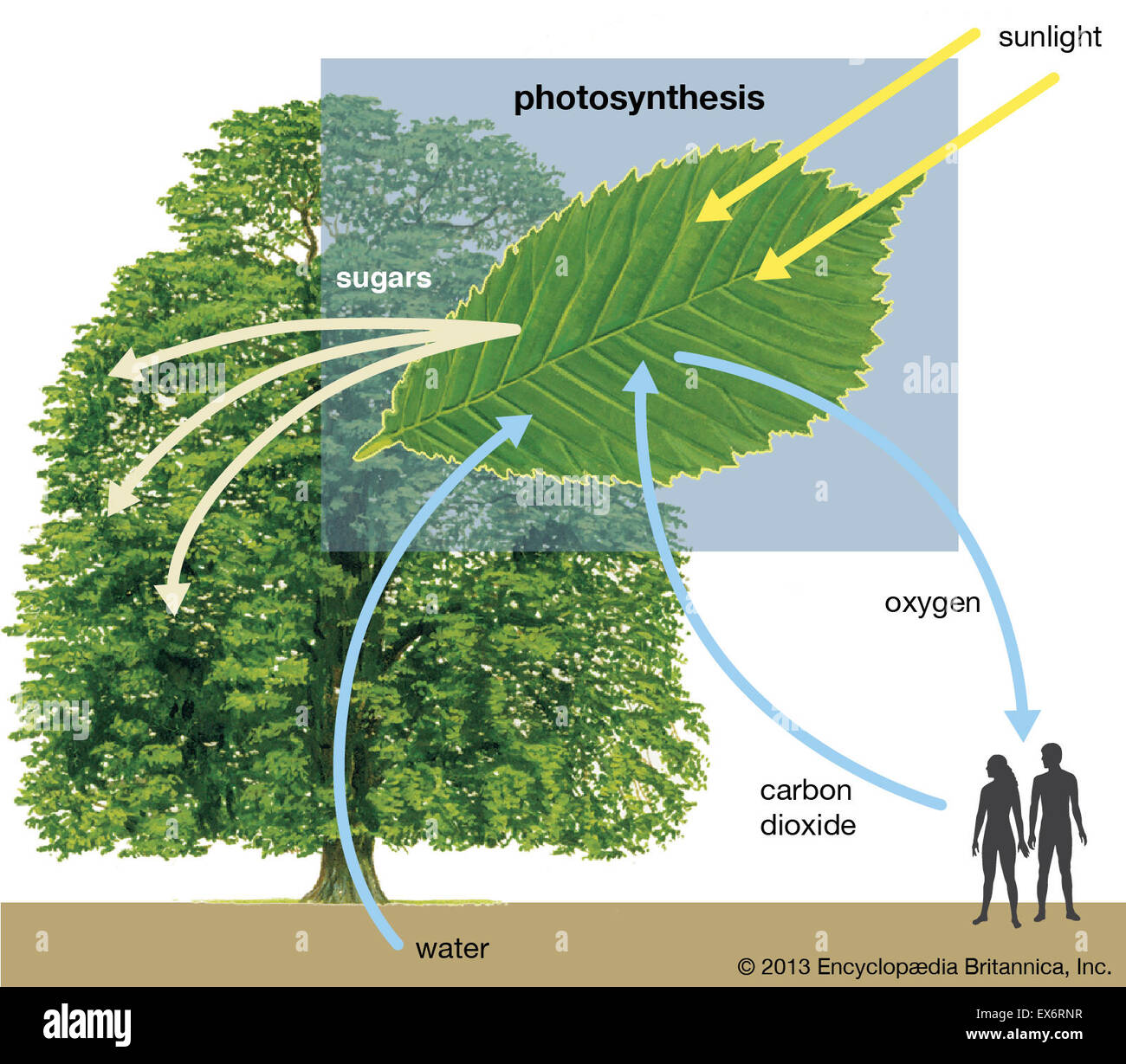 Photosynthesis diagrams photosynthesis plants hi-res stock photography ...