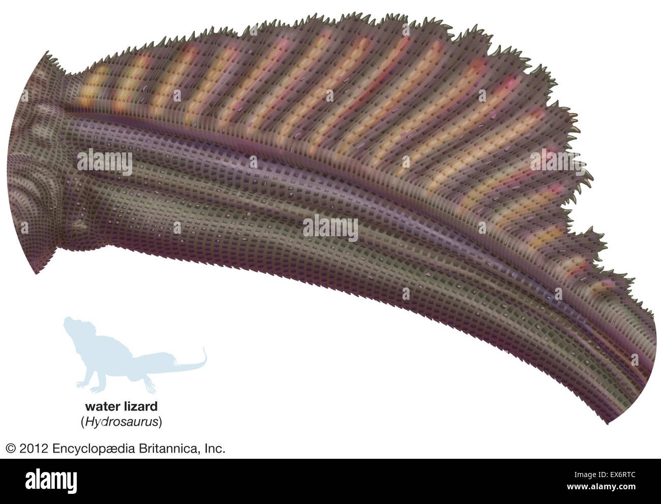 Fin of the water lizard Stock Photo - Alamy