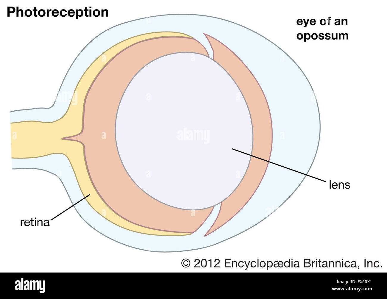 Photoreception hi-res stock photography and images - Alamy