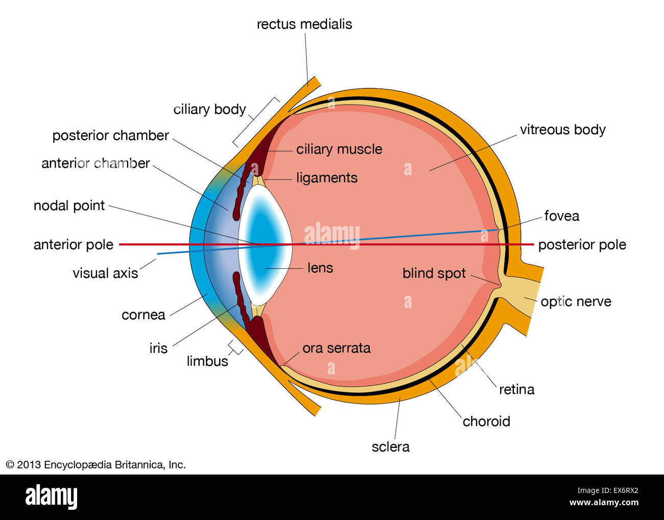 Horizontal section of the human eye Stock Photo - Alamy Horizontal section of the human eye Stock Photo - Alamy