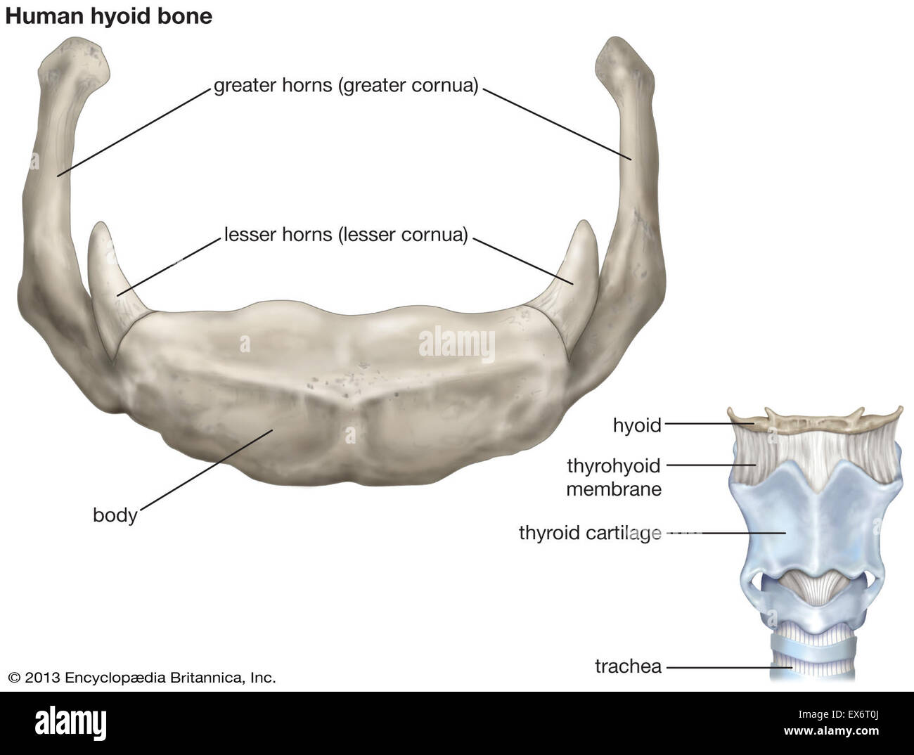 Human hyoid bone Stock Photo - Alamy