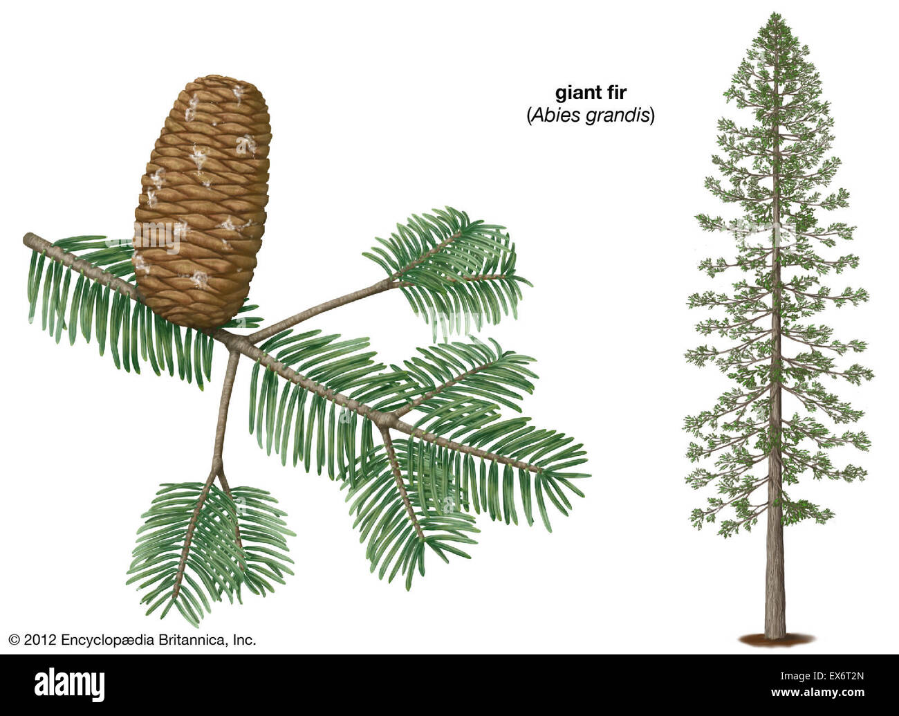 Giant fir illustrations plants trees giant fir hi-res stock photography ...