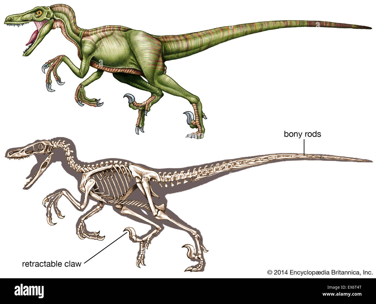 Velociraptor hi-res stock photography and images - Alamy