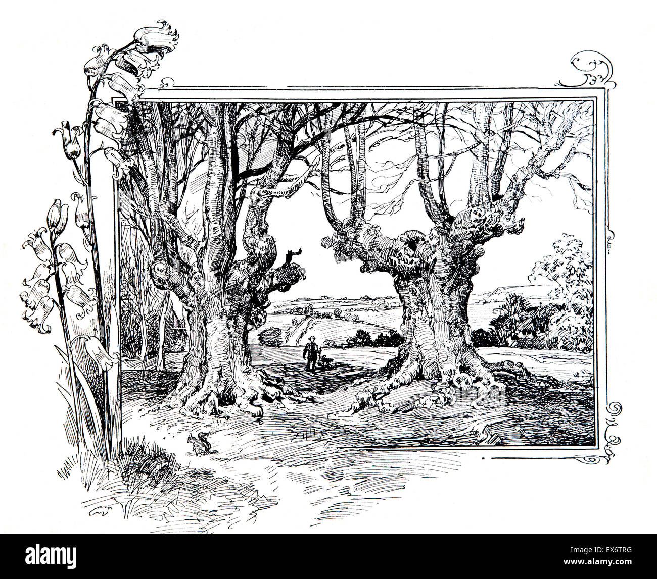 Amongst the Burnham, Beeches, line illustration, from late Victorian ...