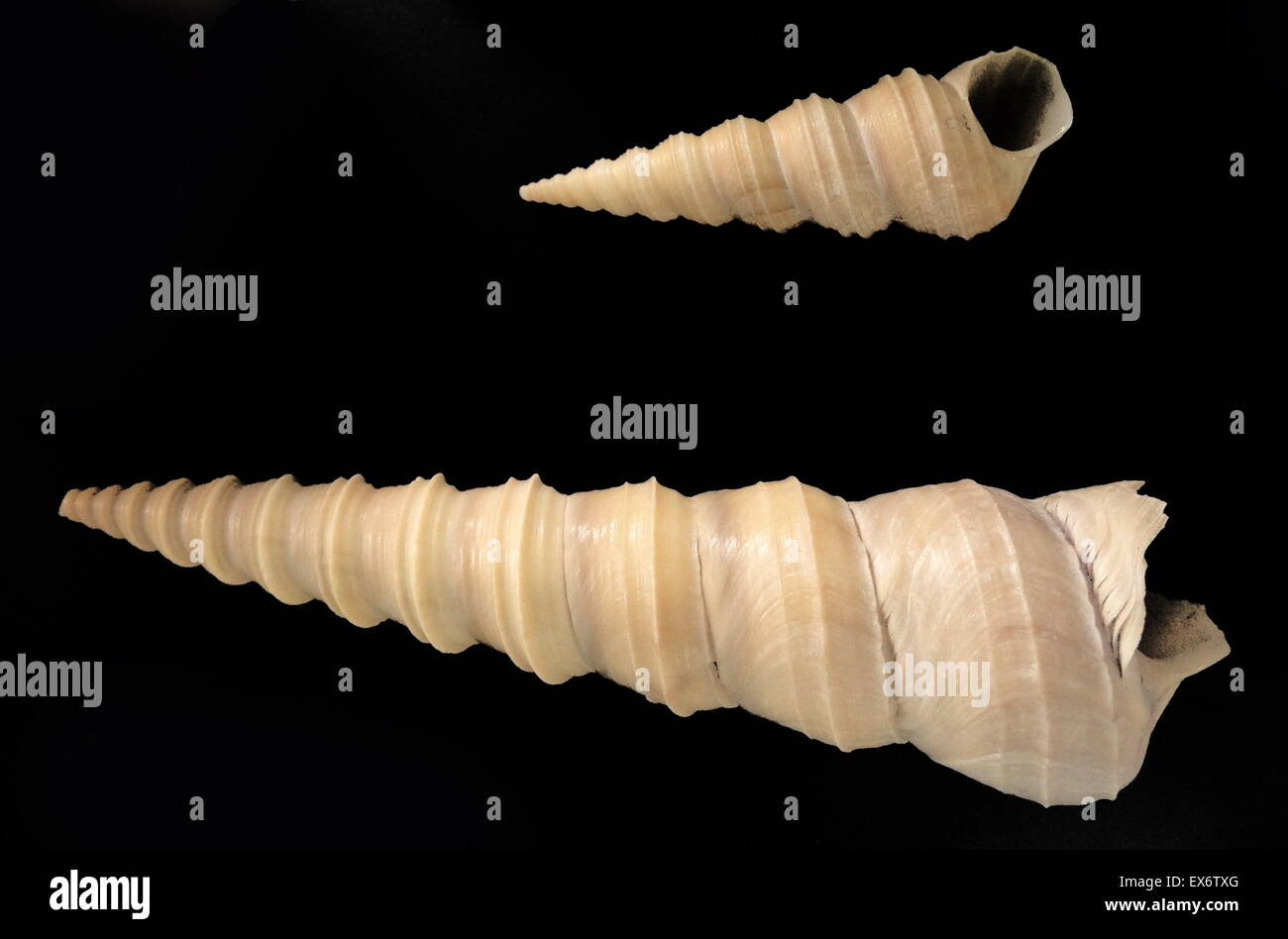 The screw shell: Gazameda gunnii is a species of sea snail, a marine ...