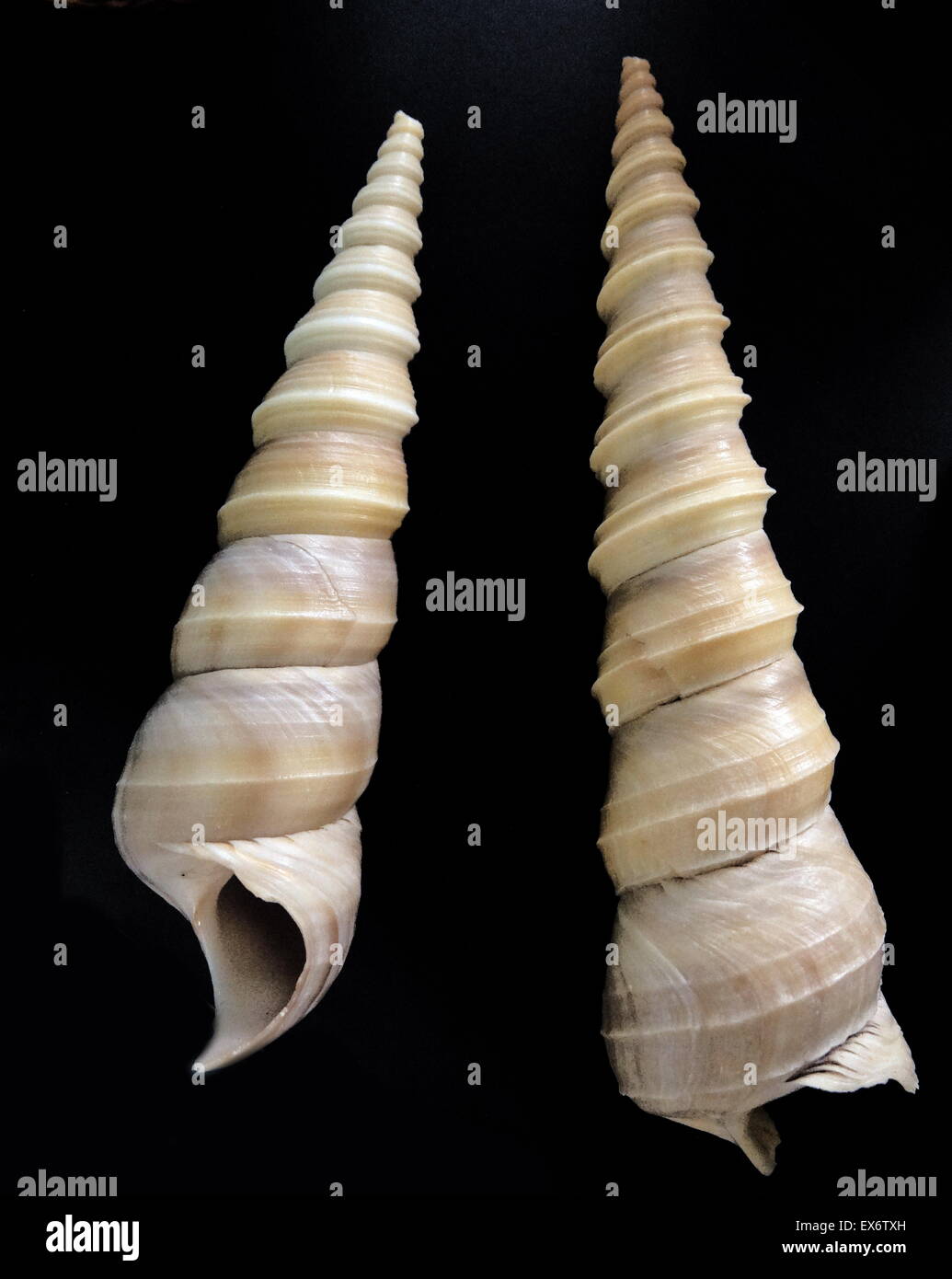 The screw shell: Gazameda gunnii is a species of sea snail, a marine ...