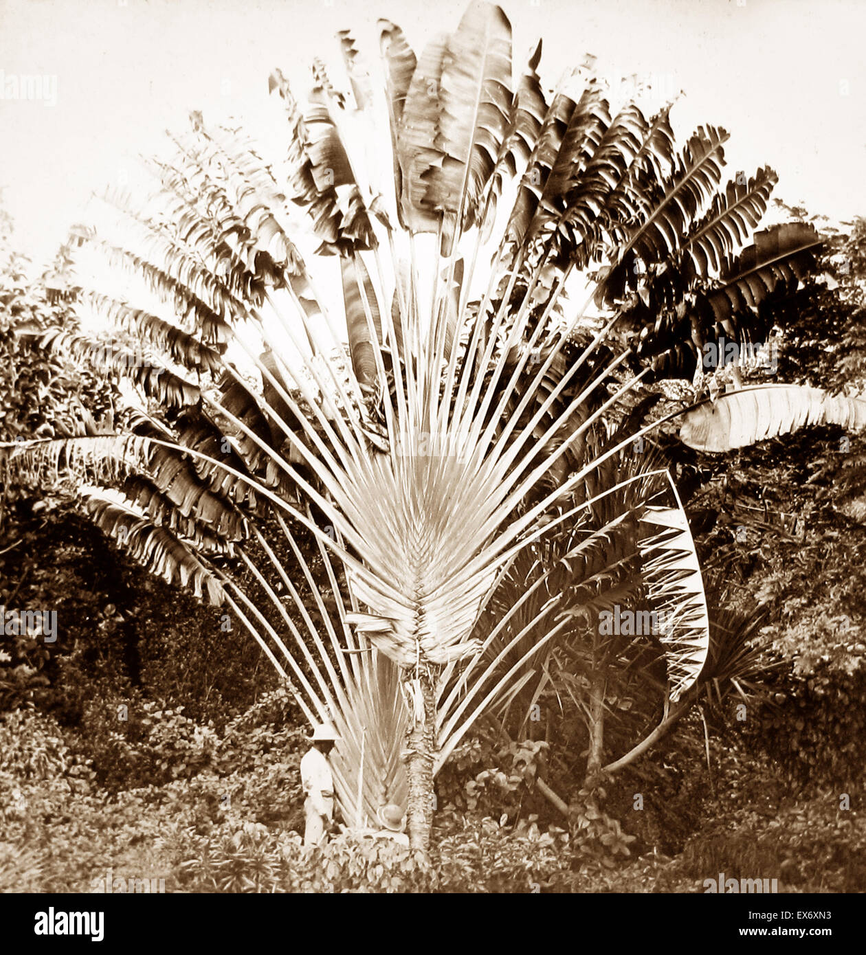 The Traveller's Palm, Jamaica - Victorian period Stock Photo - Alamy