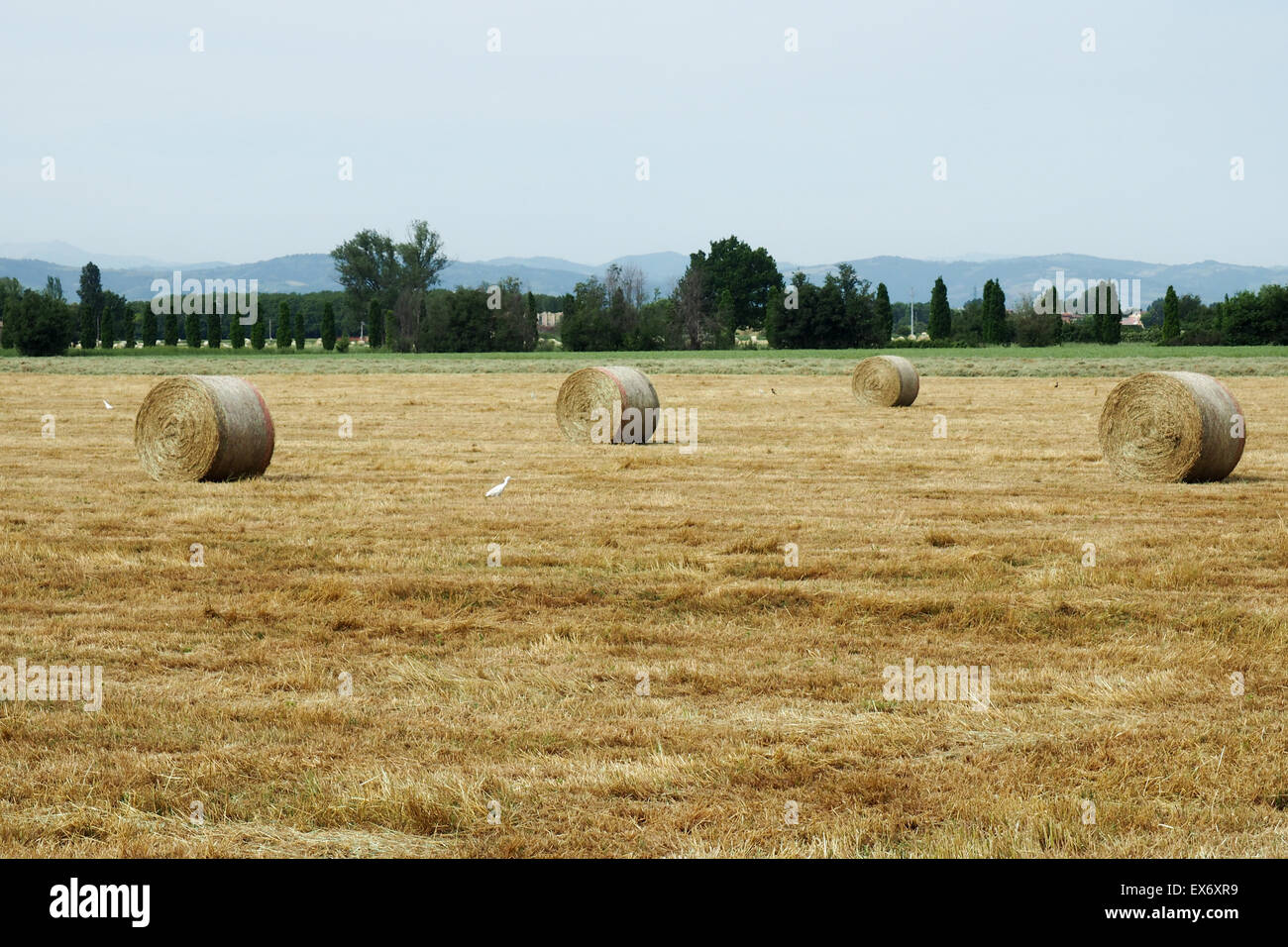 Rolled hay bales in harvested wheat field Stock Photo - Alamy