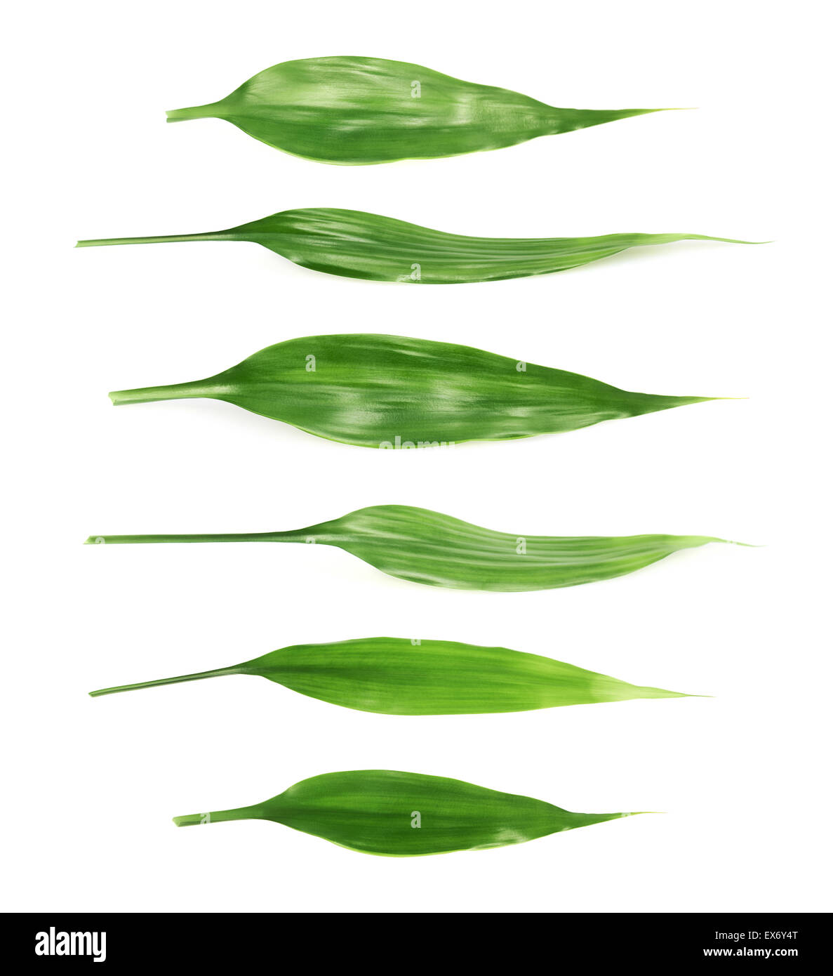 Palm tree leaves set isolated Stock Photo - Alamy Palm tree leaves set isolated Stock Photo - Alamy