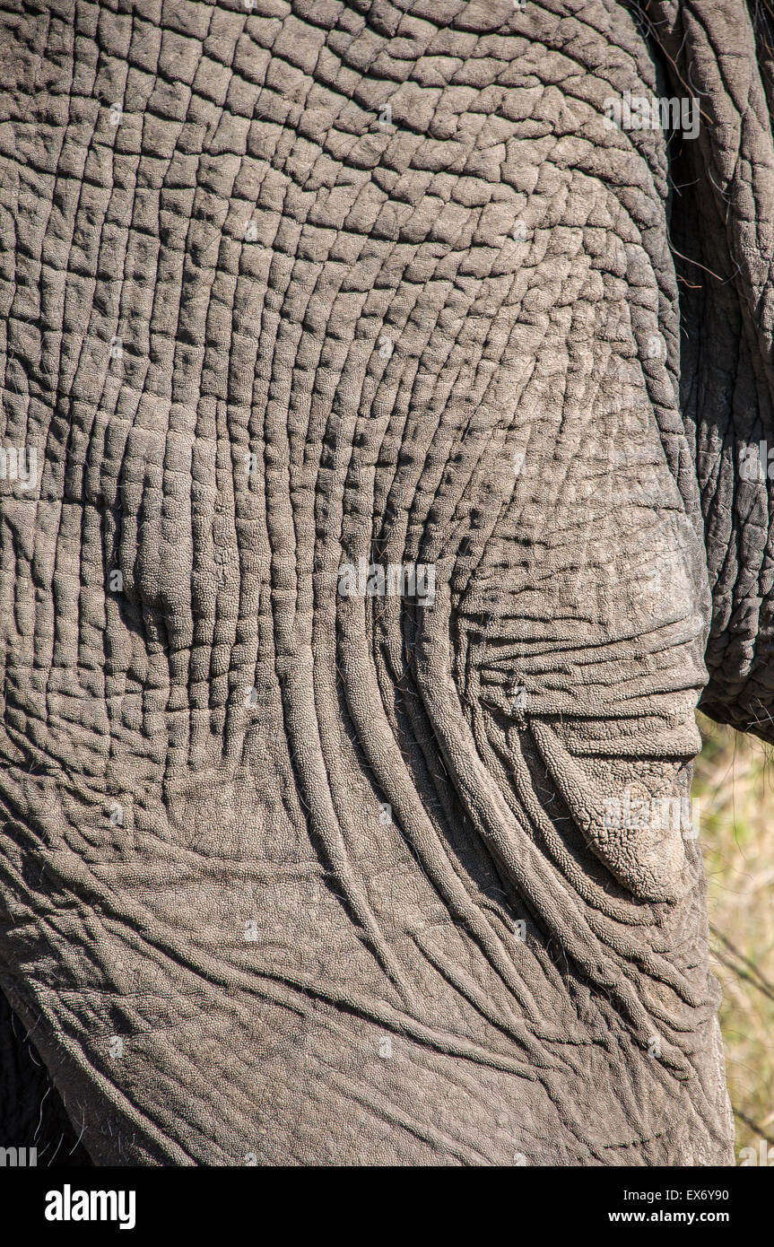 African Elephant Leg Close Up, Okavango Delta, Botswana, Africa Stock ...