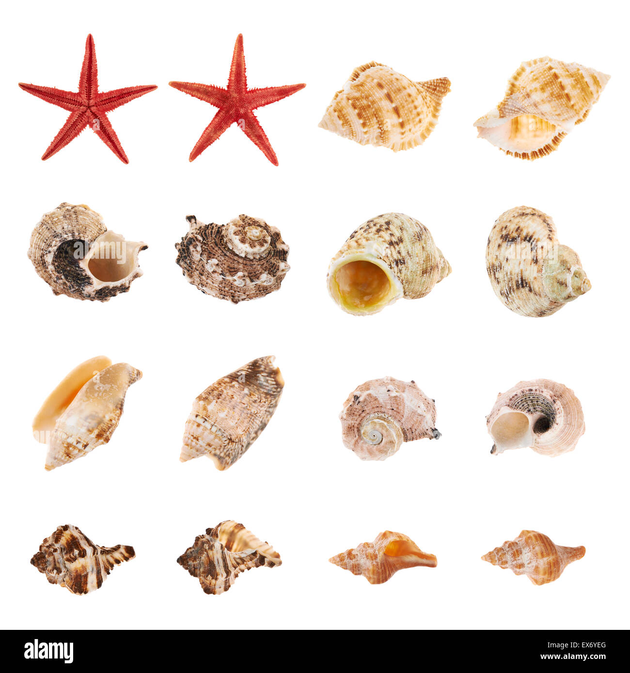 Set of multiple sea shells isolated Stock Photo - Alamy
