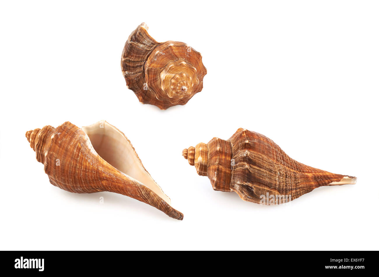 Shellfish underwater Cut Out Stock Images & Pictures - Alamy