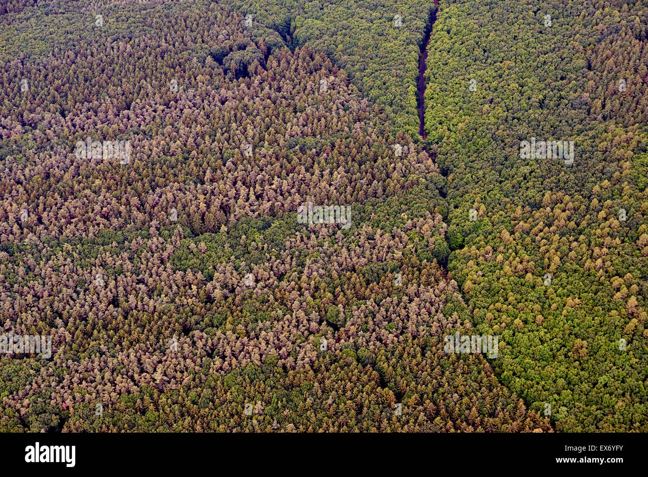Aerial view of forest trees, background, pattern, woodland Stock Photo ...