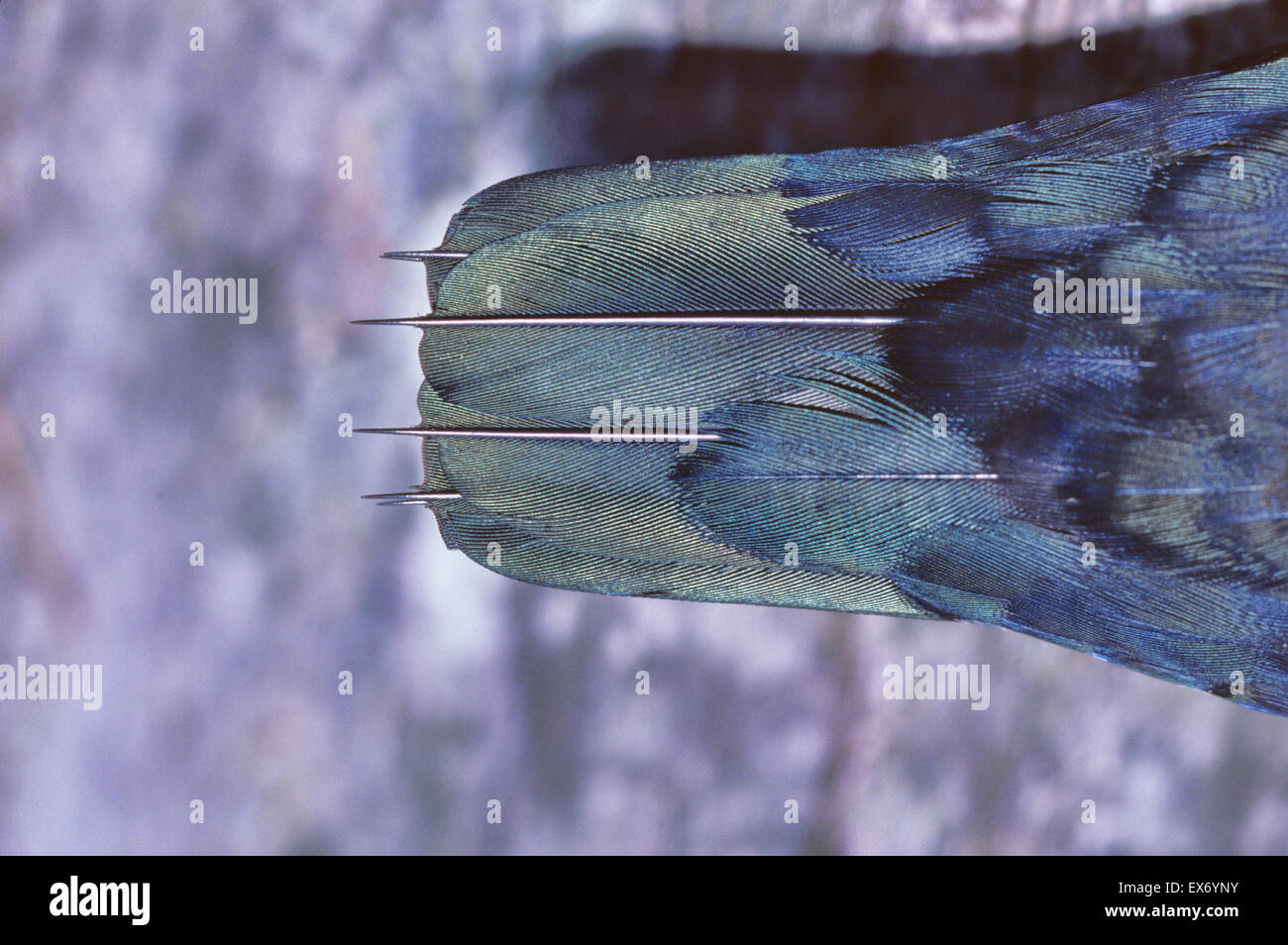White-throated Needletail Hirundapus caudacutus Photographed in ...