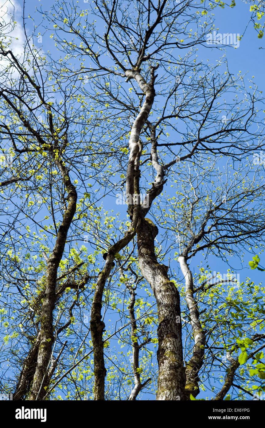 Looking up at overhead view of trees with new spring growth against a ...