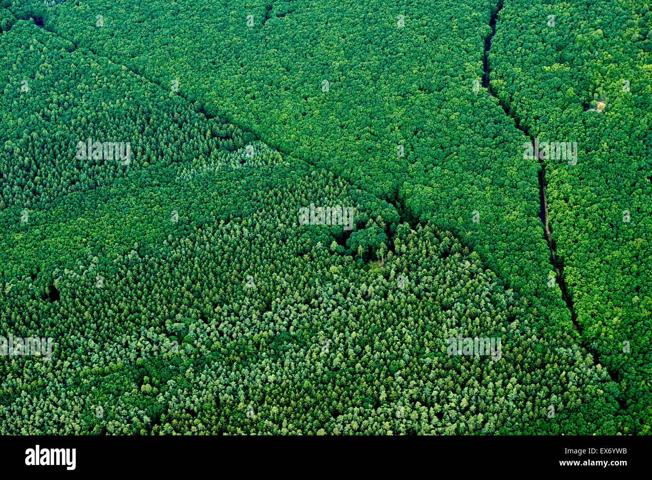 Aerial view of forest trees, background, pattern, woodland Stock Photo ...