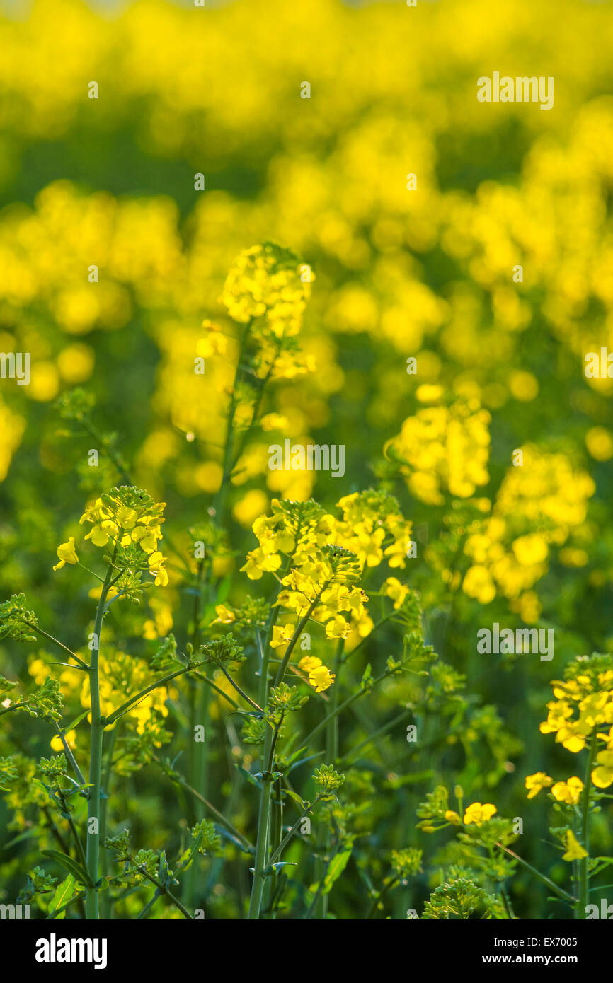 Rape crops in full flower Stock Photo - Alamy