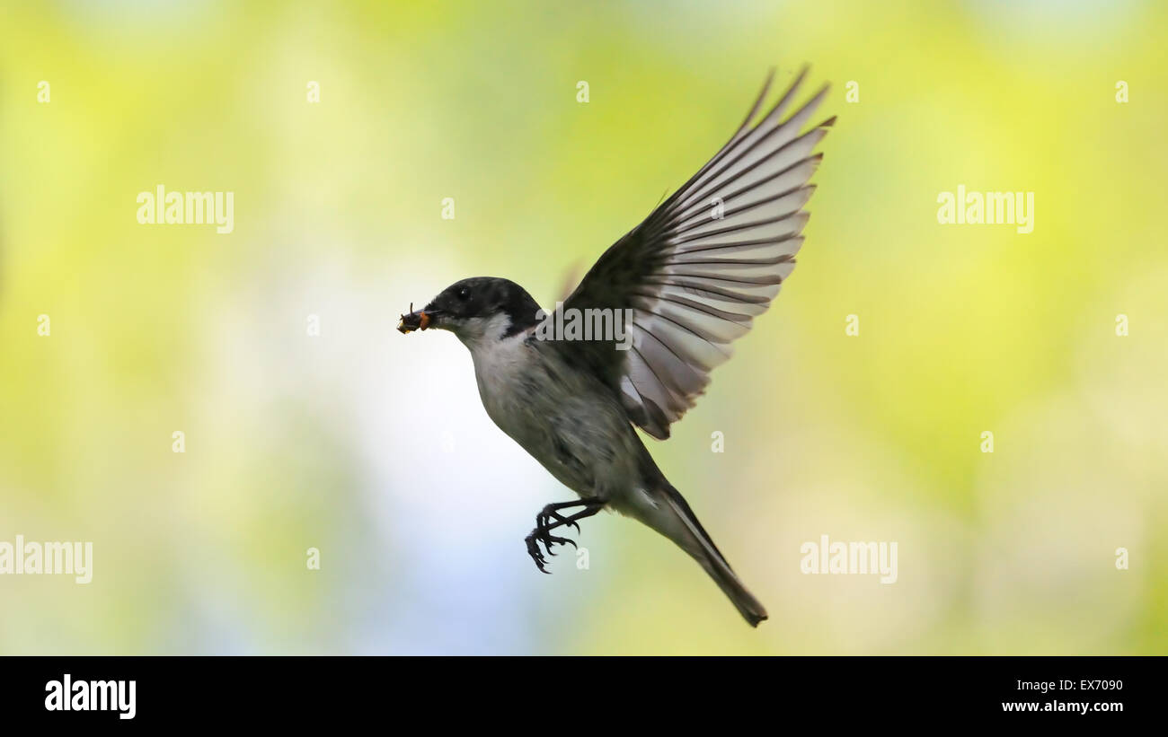 Male Pied Flycatcher flying with the feed near the nest Stock Photo - Alamy