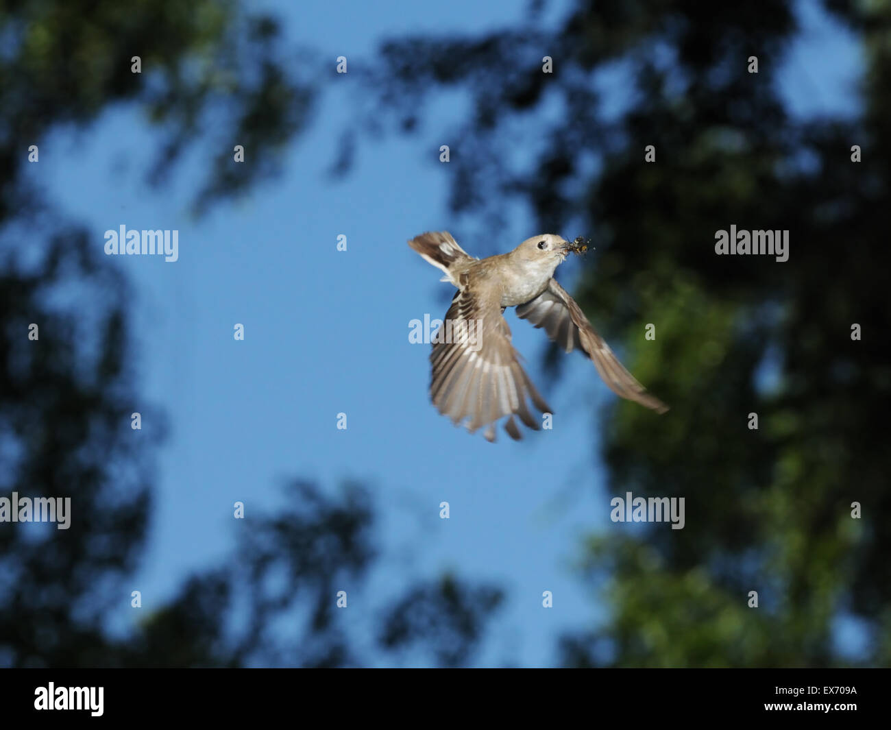 Female Pied Flycatcher flying with the feed near the nest Stock Photo ...