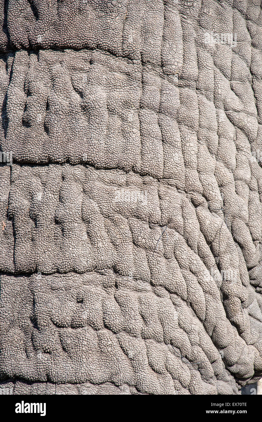 African Elephant Trunk Close Up, Okavango Delta, Botswana, Africa Stock ...