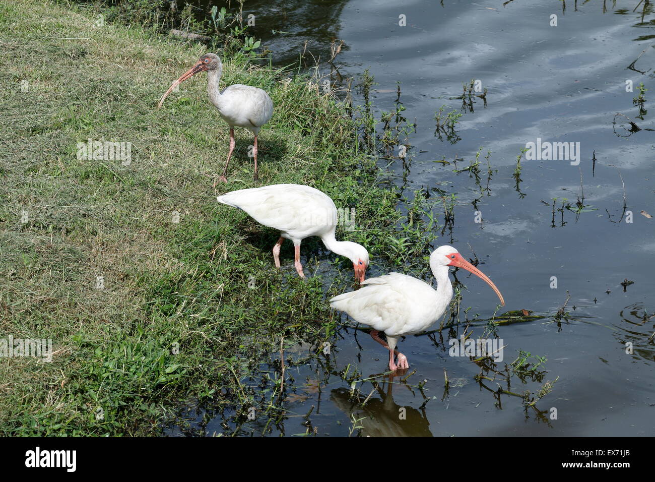 Three white ibis hi-res stock photography and images - Alamy