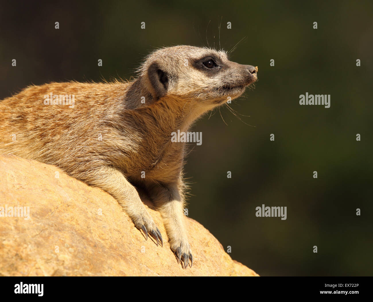 Rock perch hi-res stock photography and images - Alamy