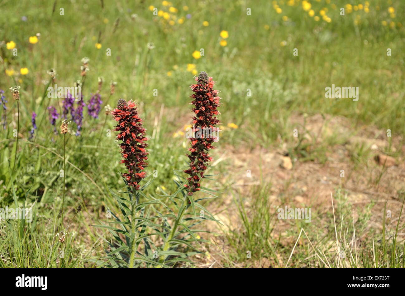 Pair of red wild flowers in the meadow in spring time Stock Photo - Alamy