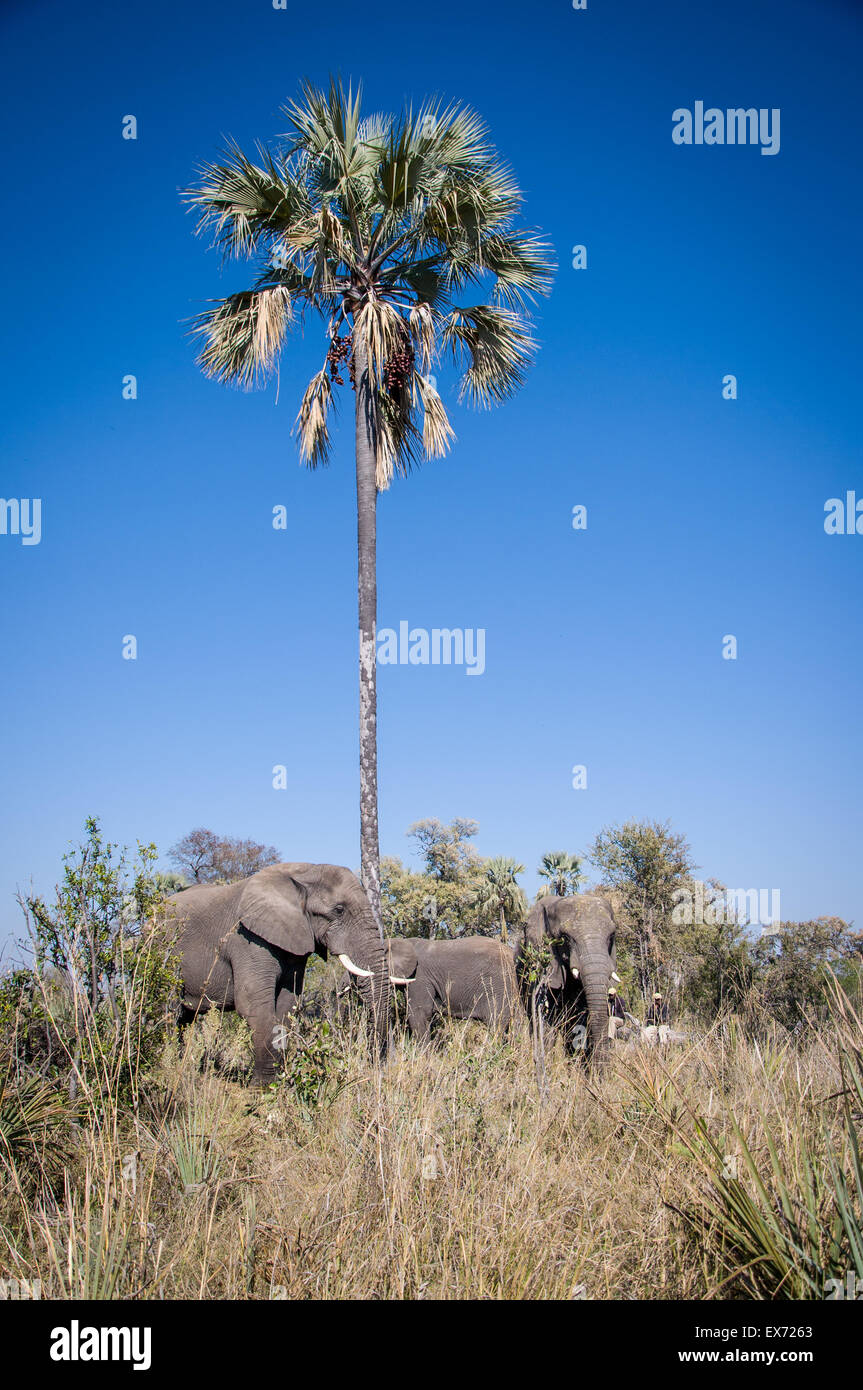 Marula tree hi-res stock photography and images - Alamy
