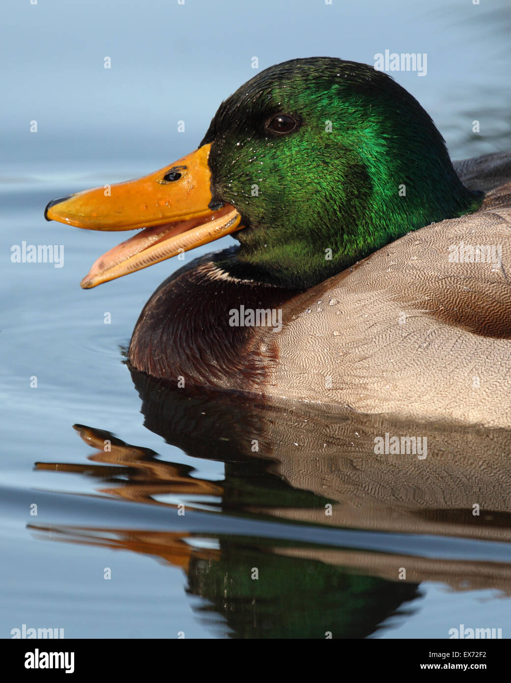A Mallard drake giving a quack Stock Photo - Alamy