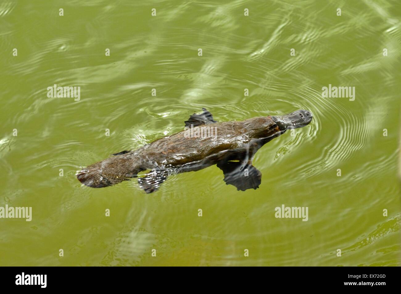 Platypus Ornithorhynchus anatinus Swimming in lake Stock Photo - Alamy