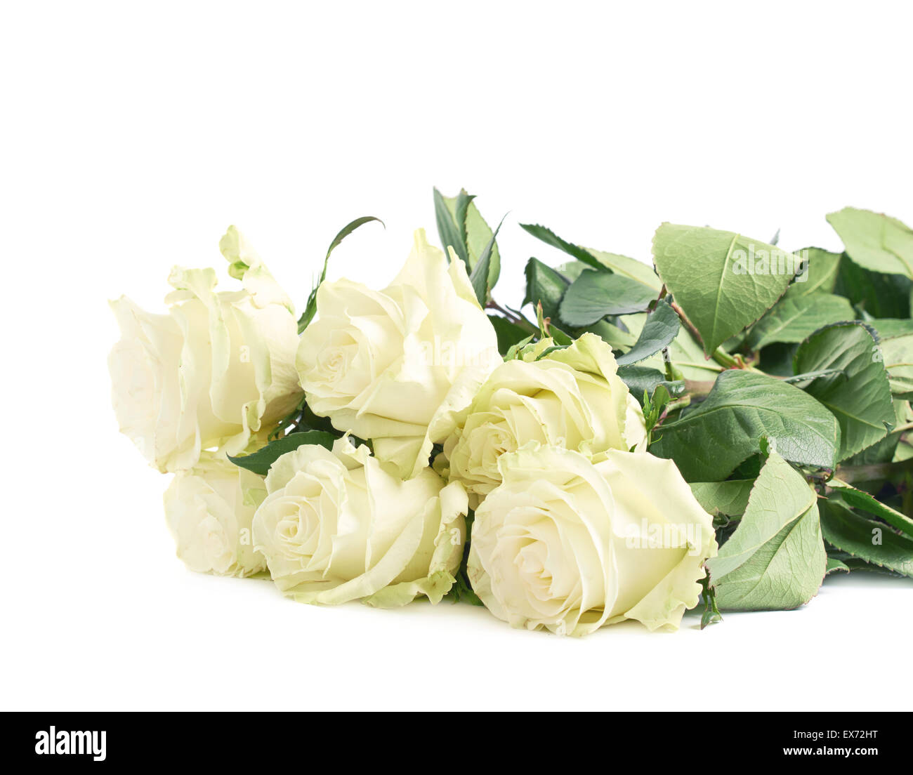 Pile of white roses isolated Stock Photo - Alamy