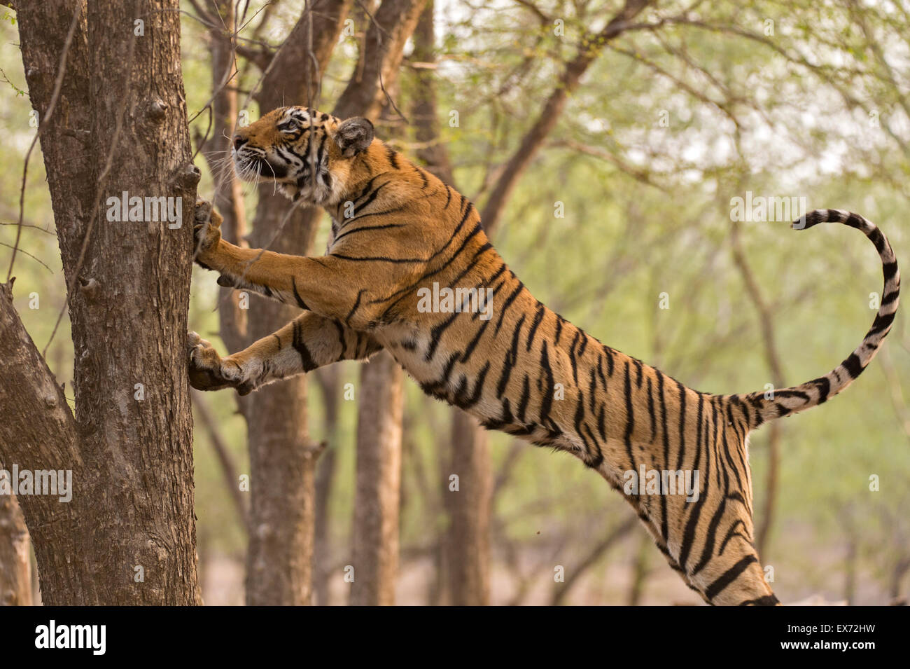 Tiger marking a tree trunk with his claws in the dry deciduous forests ...