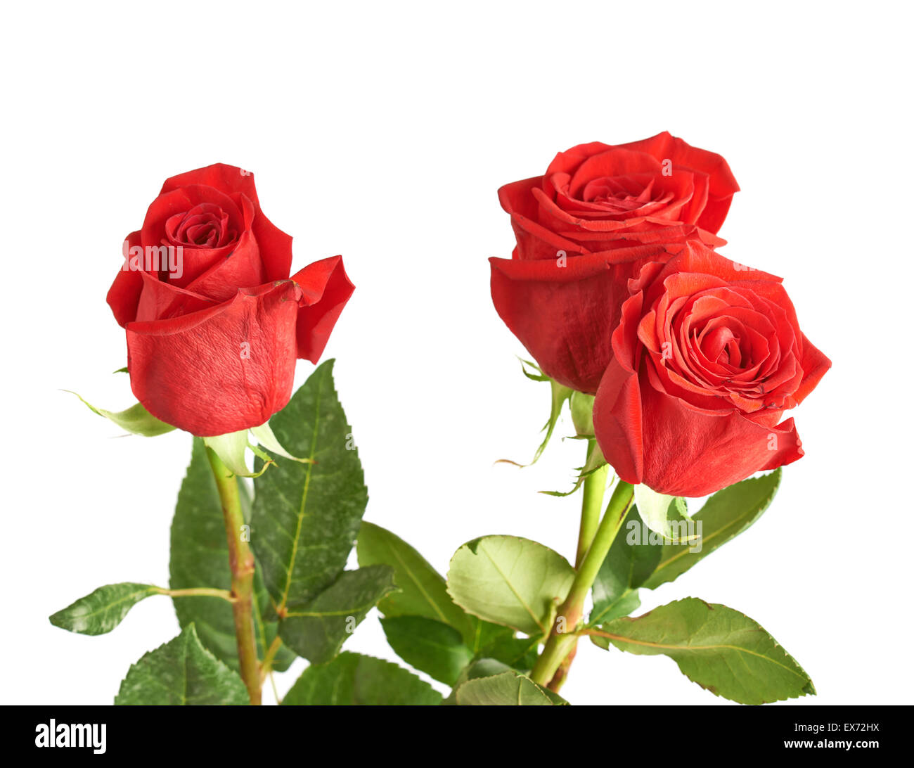 Three red roses composition Stock Photo - Alamy